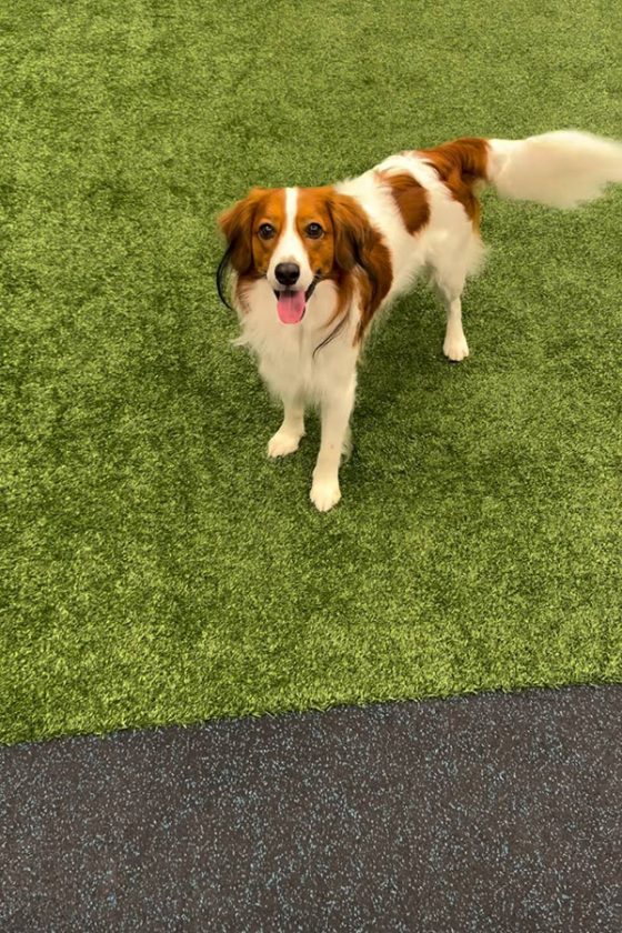 大谷翔平、デコピン"最新ショット"を大公開 本拠地で大はしゃぎ、躍動感溢れる走り披露 | Full-Count - (2)